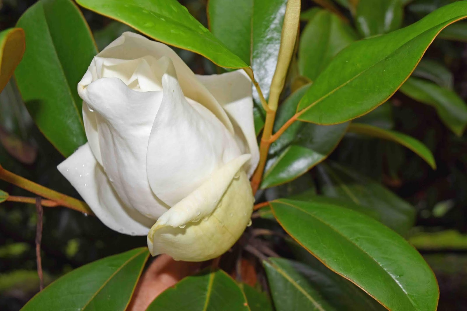 MARIETTE'S BACK TO BASICS: Wet Monsoon - Magnolia Namnetensis Flore ...