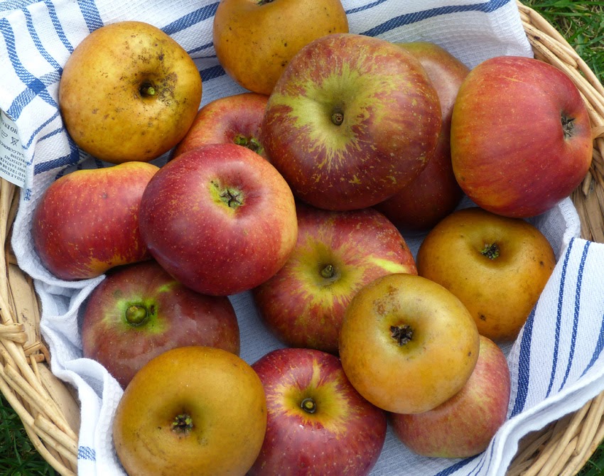 MANZANAS