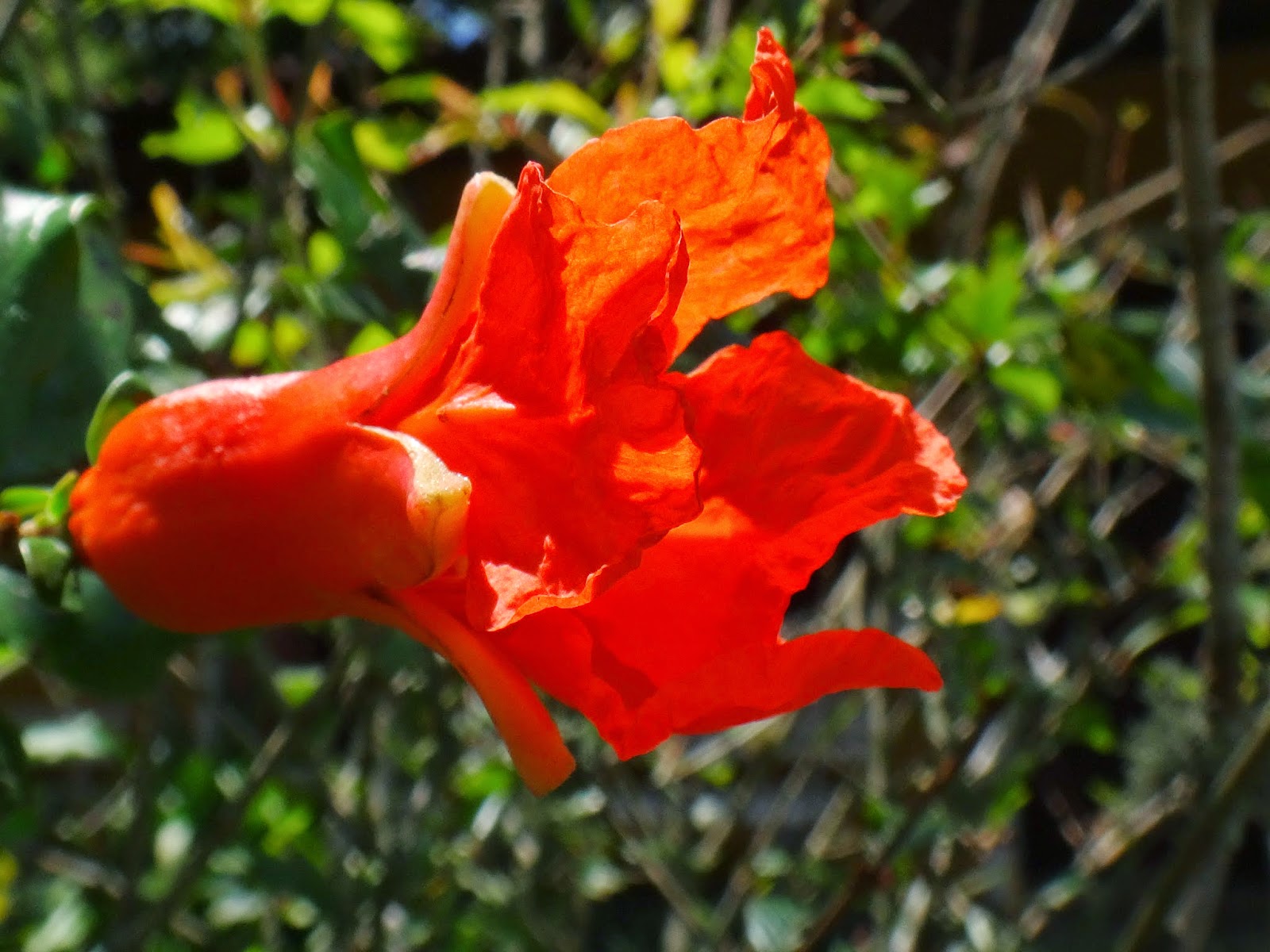 Uma flor por dia: Romã