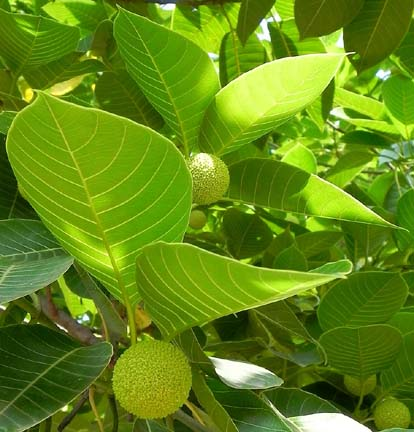 Kadam Flower "Beauty of Nature" ~ Kaley Cuoco