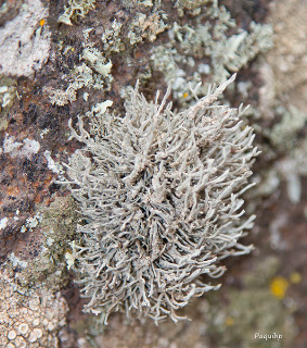 Paqui.blog de naturaleza: ORCHILLA