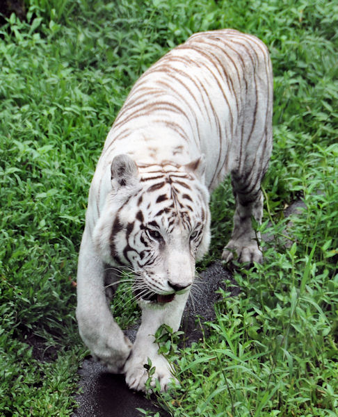 The Wayward Hawaiian: White Bengal Tiger