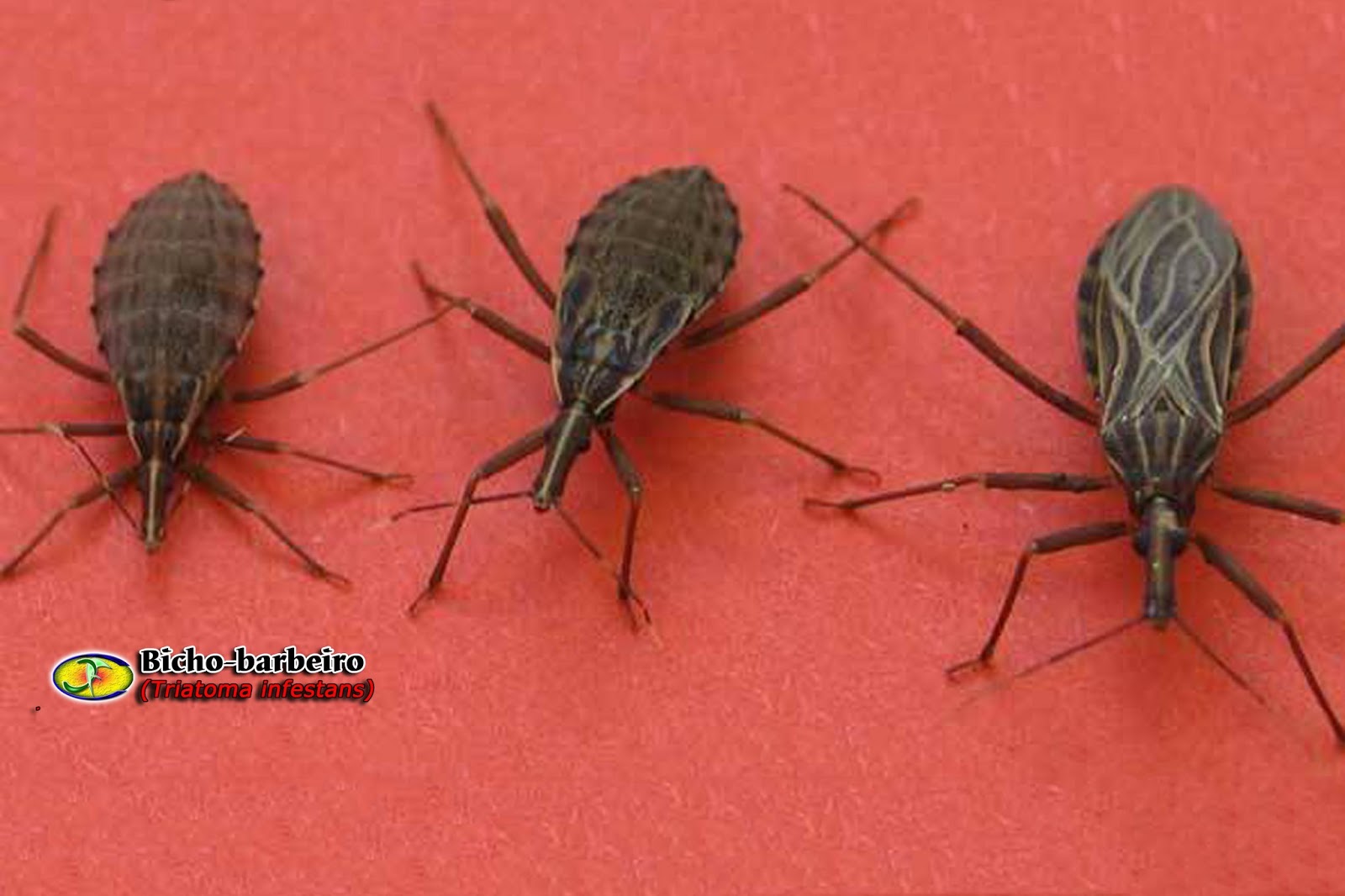 Zoologia: Barbeiro (Triatoma infestans)