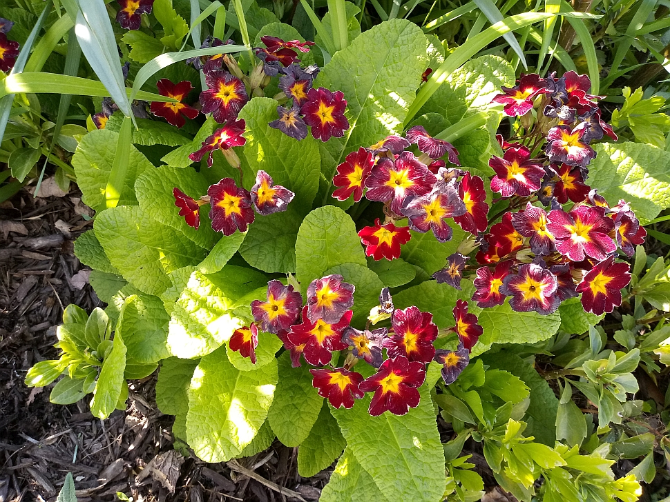 Future Plants by Randy Stewart: Primula