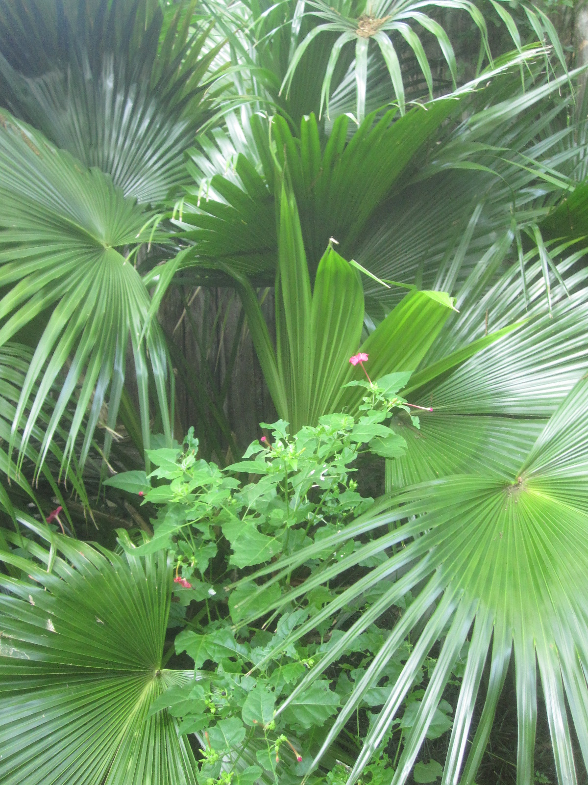 Tropical Texana: THE CHINA CONNECTION...TO WORLD GARDENS