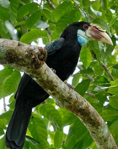Habitat dan Morfologi Burung Rangkong - Cara Petani Budidaya