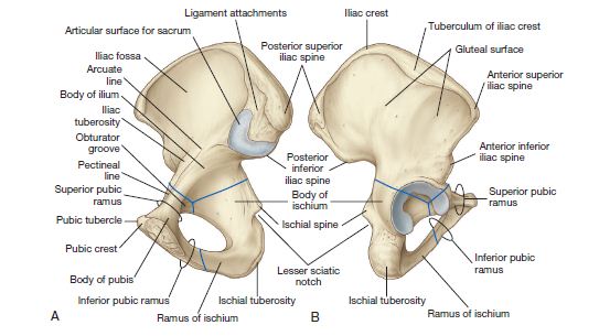 Anatomy of Pelvis and Perineum | Dr.EB