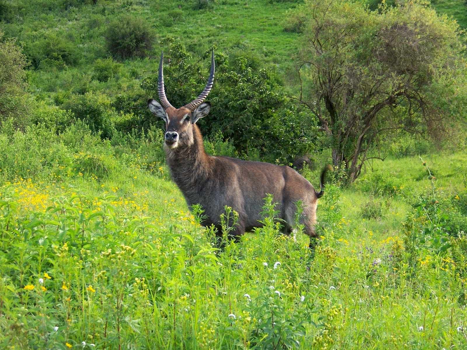 50 magical photos of Ngorongoro Crater Tanzania | BOOMSbeat