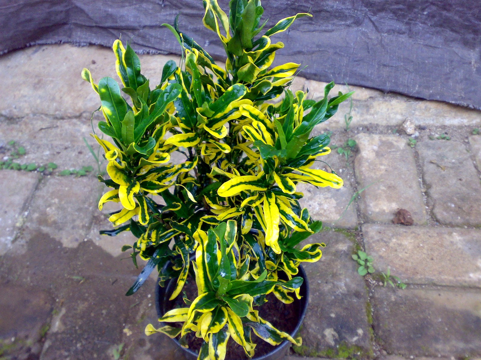 Jual aneka pohon puring | jet, terang bulan, bor, balli, mas, jengkol ...