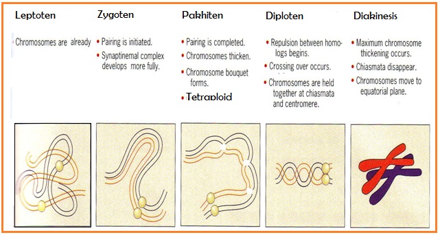 BIOLOGI GONZAGA: MIOSIS (ENGLISH)