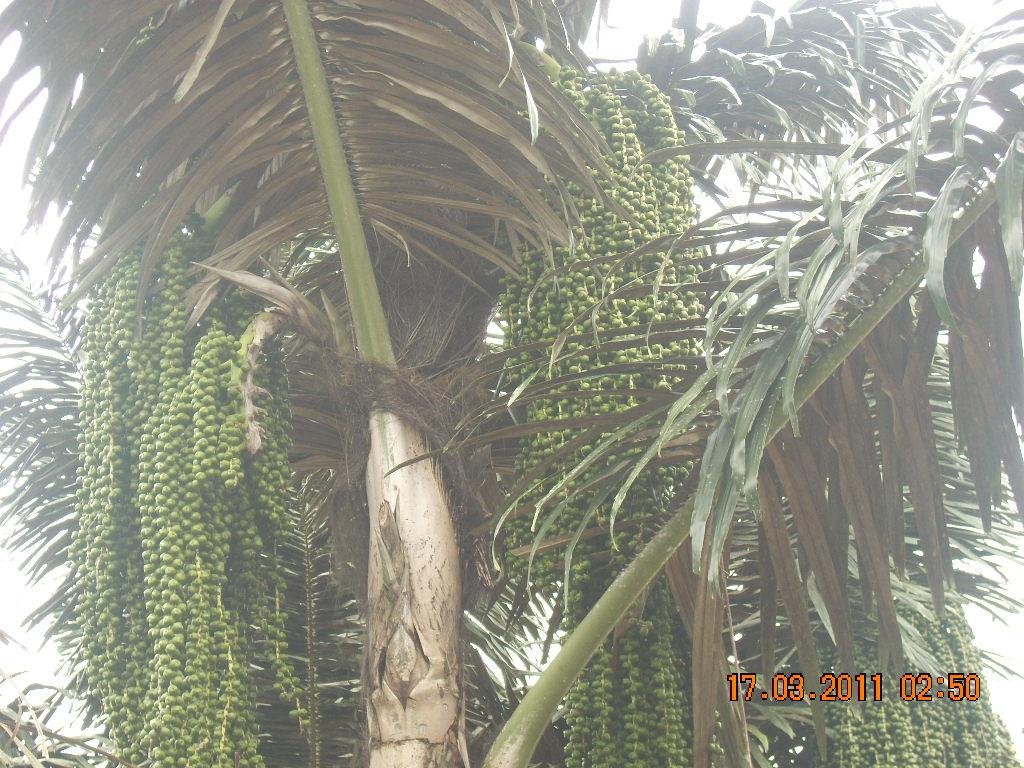 JONI SEPRIYAN BIN RIZWAR HAKIM: aren:arengenjah,pembibitan,produksi ...