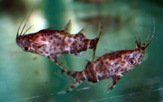 The world family aquarium fish catfish Mochokidae