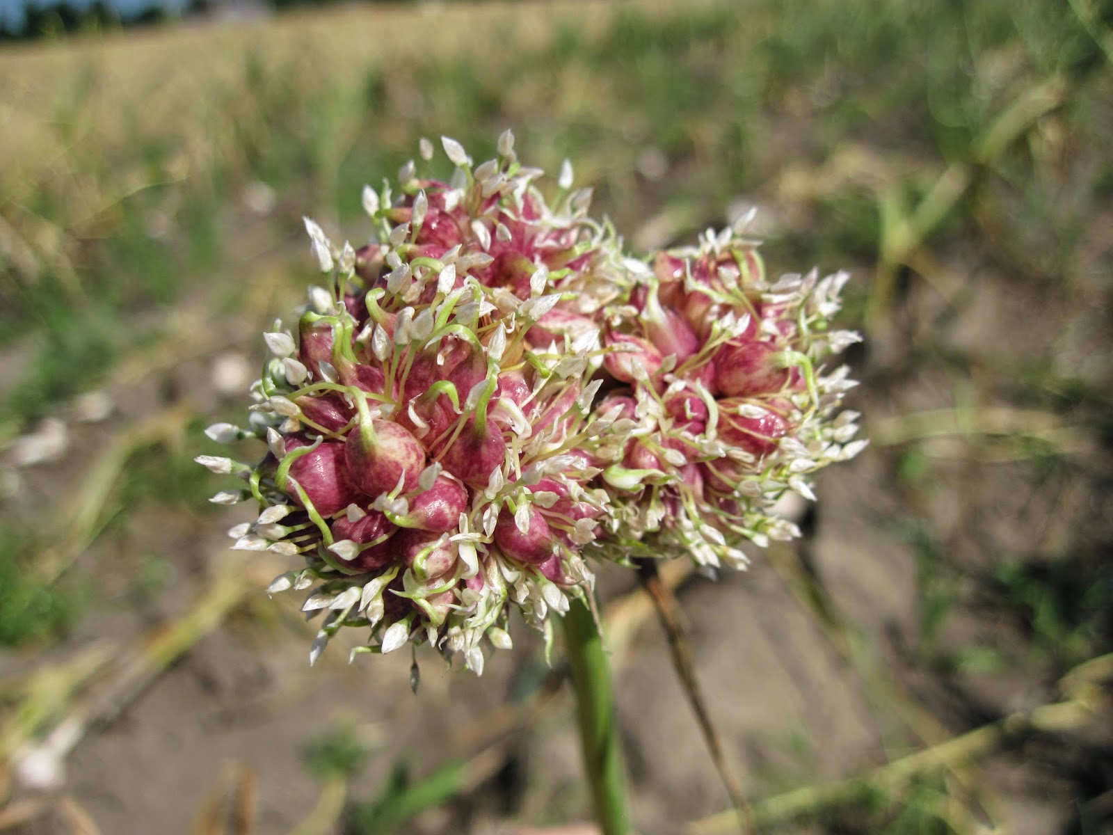 Growing Ontario Garlic: Planting Bulbils