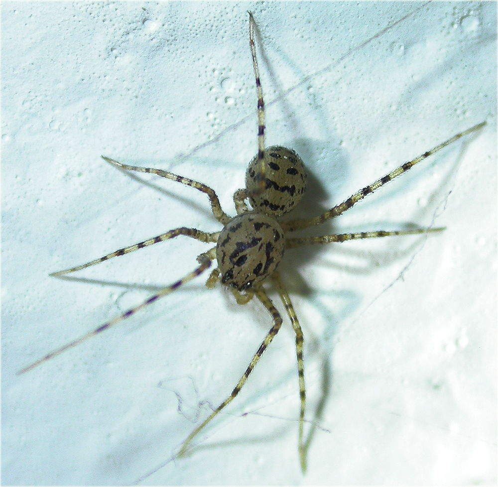 Arachnerds: Spitting Spider - Scytodes thoracica