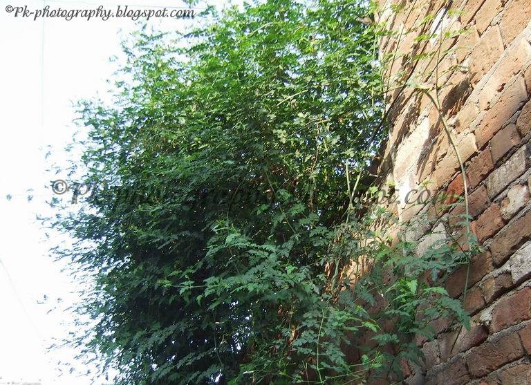 National Flower of Pakistan | Nature, Cultural, and Travel Photography Blog