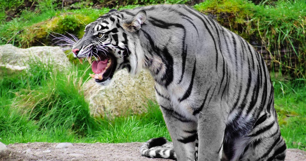 アルビノandメラニズム 虎 Tiger