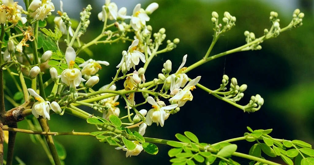 Herbal plants Sri Lanka: Murunga-Moringa oleifera