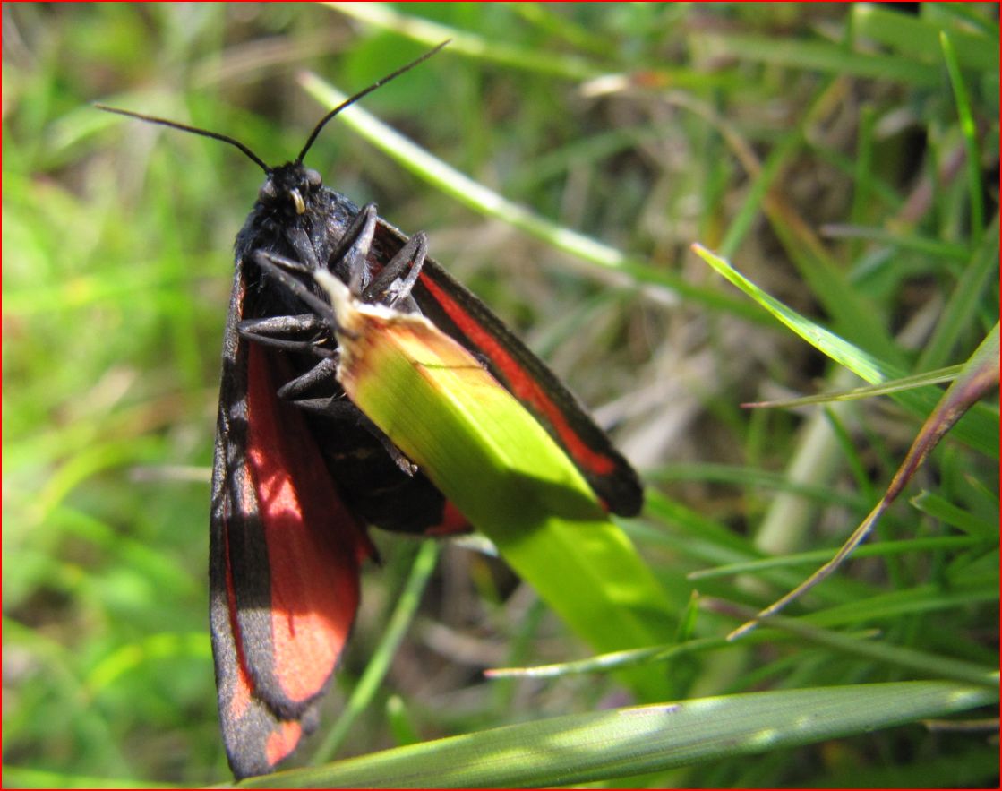 Islay Natural History Trust: Cinnabar Moth - Tyria jacobaeae