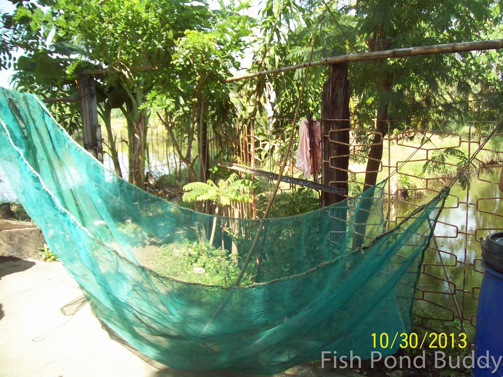 Fish Pond Buddy: Operating a Bangus (Milkfish) Farm