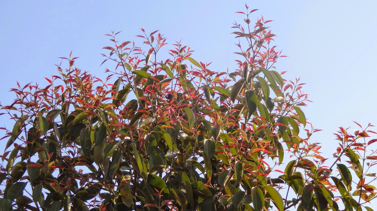 Plants of Lahore - Pakistan: Syzygium cumini- Jambolan Plum- Jaman tree
