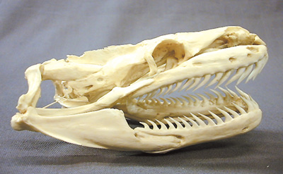 Evolutionary Vertebrate Zoology: Messel on Tour