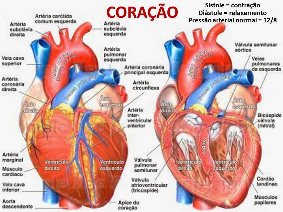 Anatomia Do Coração Pdf - FDPLEARN