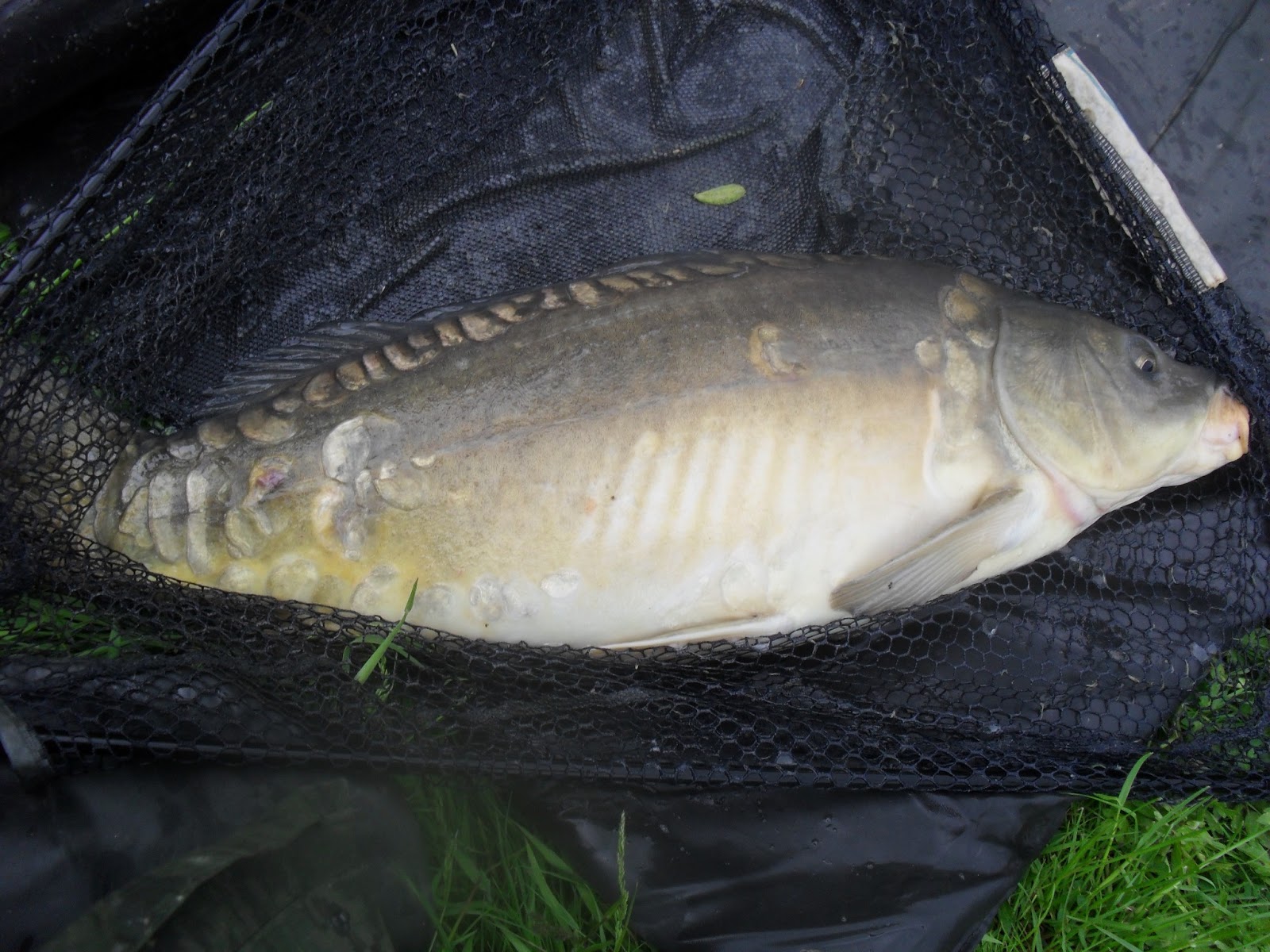 Ken's Fishing Tales: 2013 12 June 7th Chittenden, Edenbridge