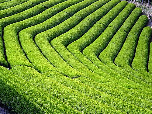 Tea Plantation - japan