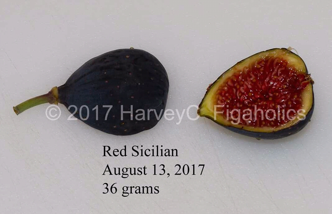 Red Sicilian Fig - Var Tin