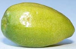 Bonsai Natal: Russell River Lime - Citrus inodora