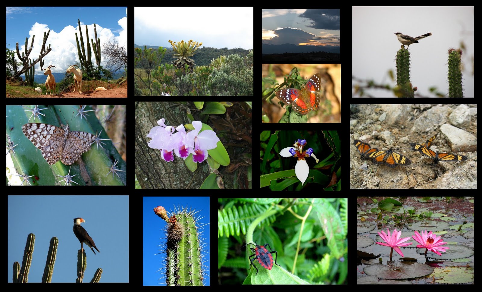 FLORA Y FAUNA DE COLOMBIA: FLORA Y FAUNA DE COLOMBIA