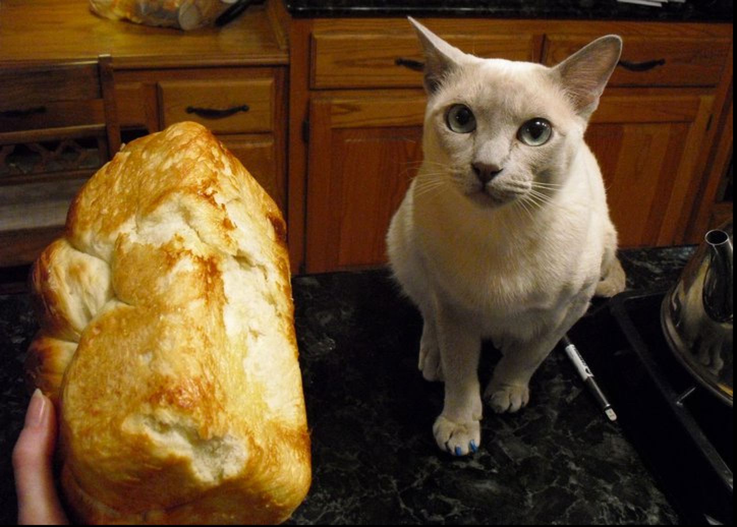 Catladyland: Cats are Funny: Guest Post: Cat Loaf