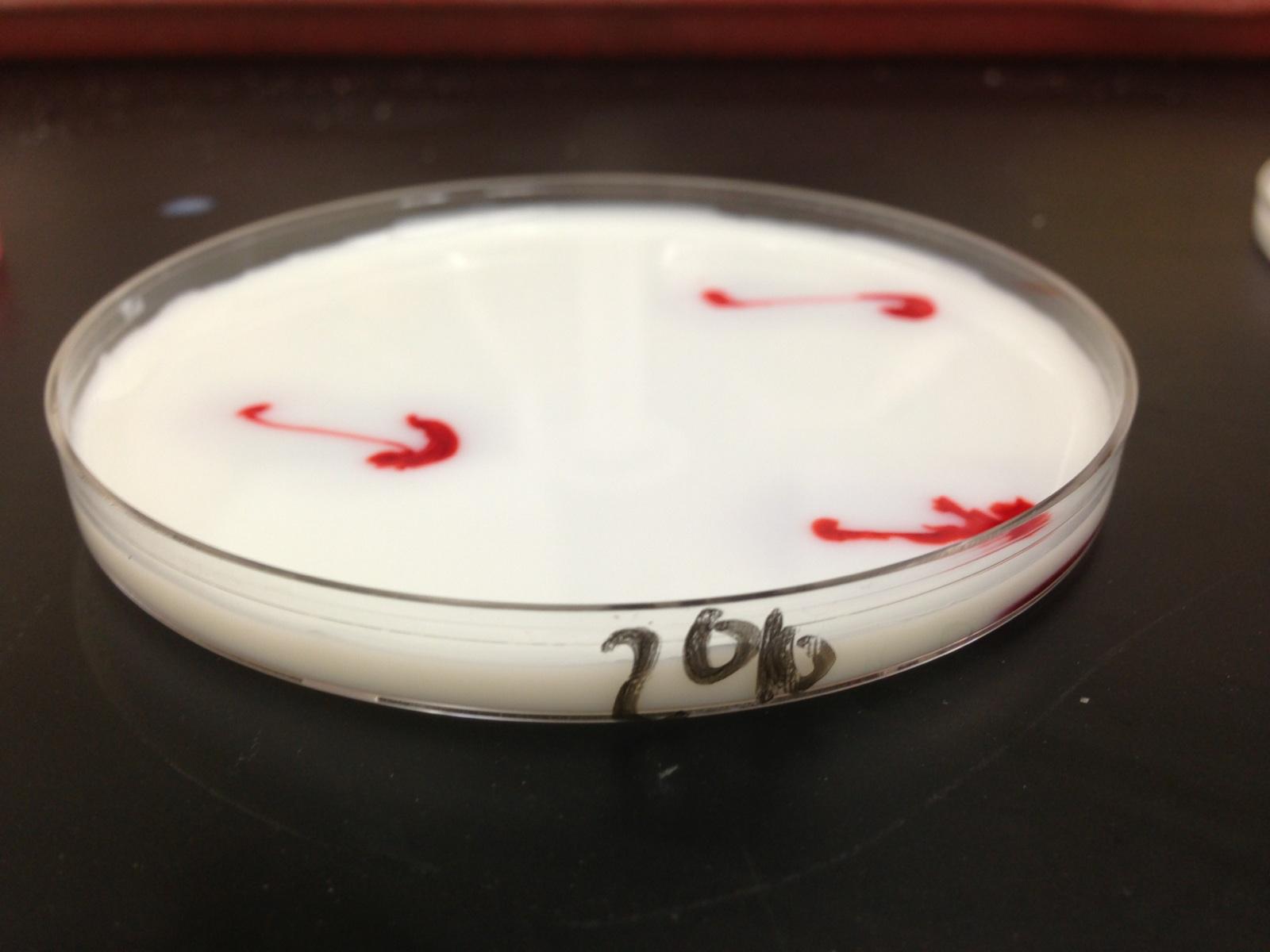 Honors Biology Blog: Dancing Milk Experiment