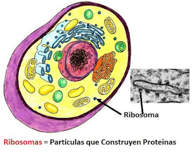 BioloGuía: RIBOSOMAS