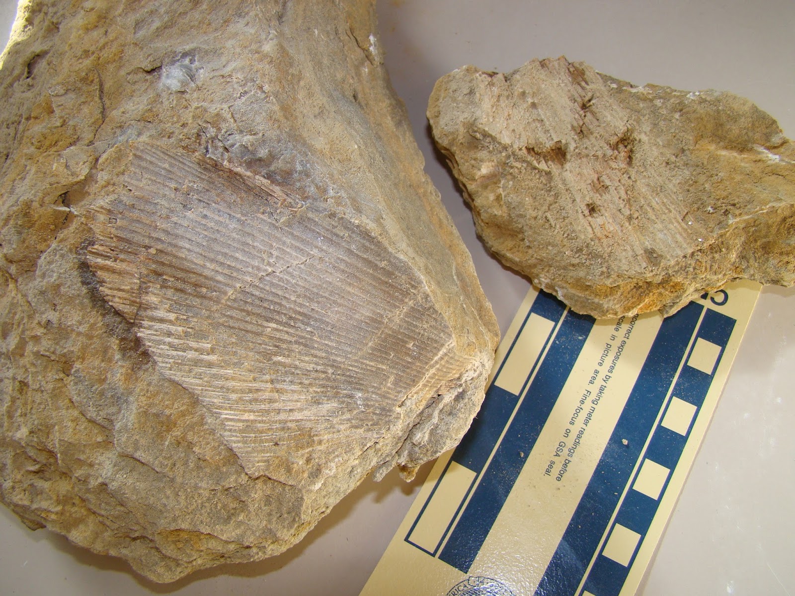 RMDRC paleo lab: Viva la Muppetfish! 2 new species of Rhinconichthys ...