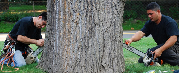 treeservice123: Tips for hiring the Tree Service for the best job done