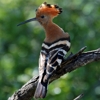 Over ongebaande paden.......: Week zes in het Krugerpark.