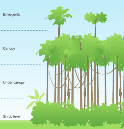 A2 Geography revision: Ecosystems - Tropical Rainforest