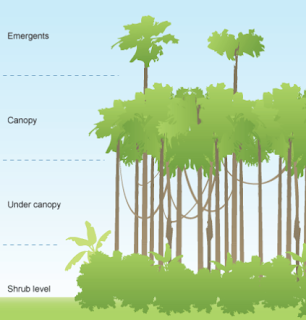A2 Geography revision: Ecosystems - Tropical Rainforest