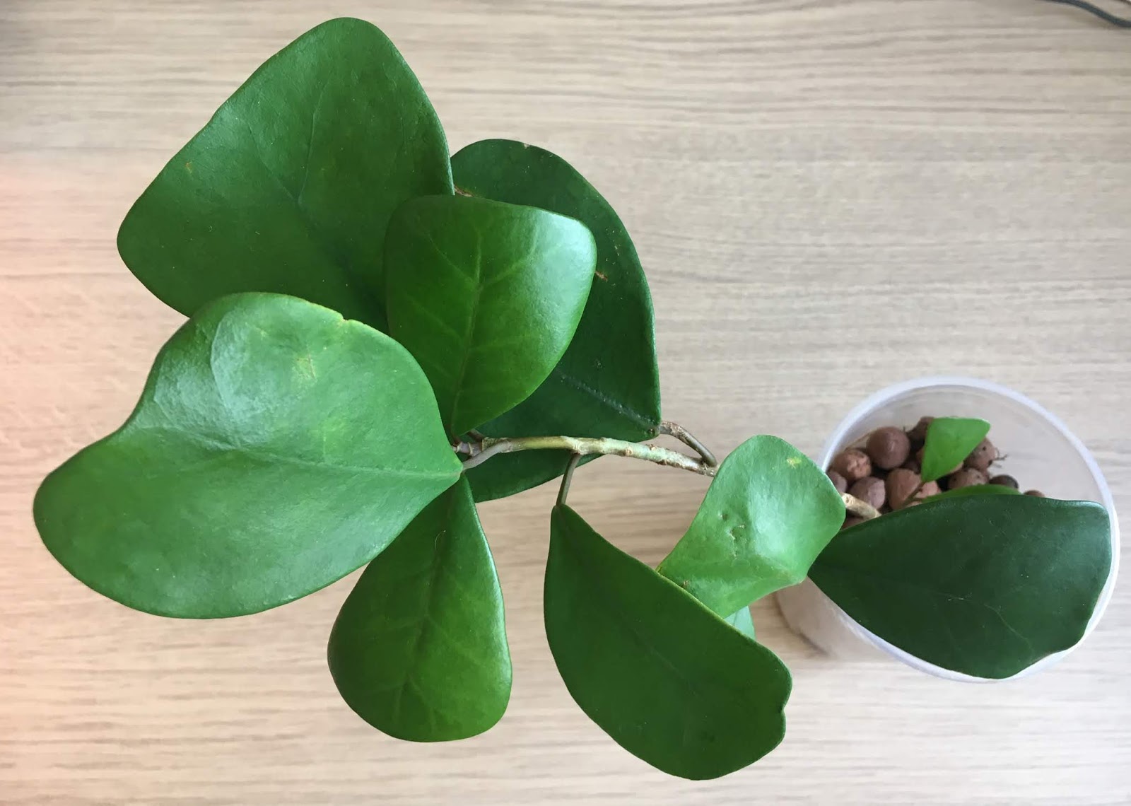 Ficus triangularis (Triangle Fig)