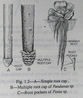 Roots: Definition,characteristics, types and regions of roots-digieduco