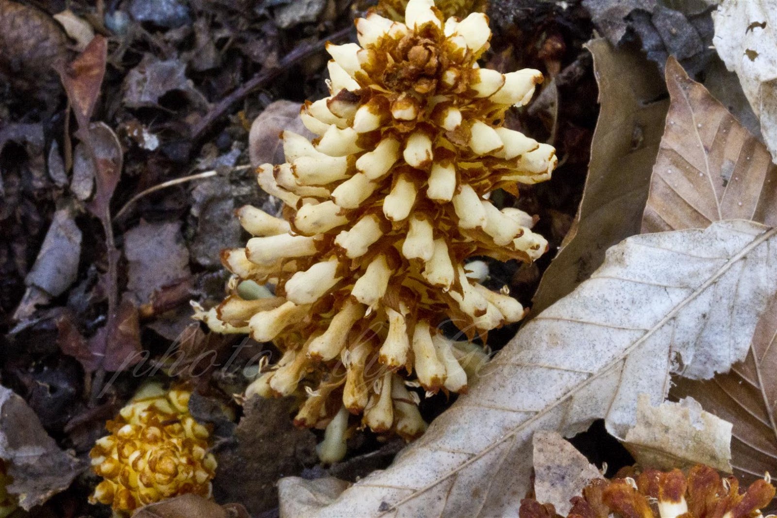 "What's Blooming Now" : Squaw Root (Conopholis americana)