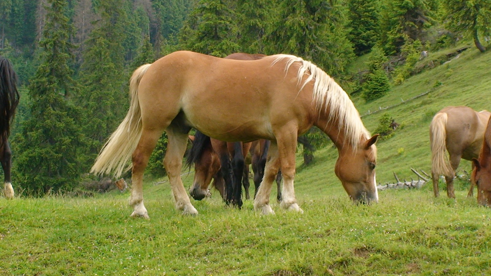 TUDOR PHOTO BLOG: Poiana Ponor din Padis - Muntii Apuseni,judetul Bihor ...