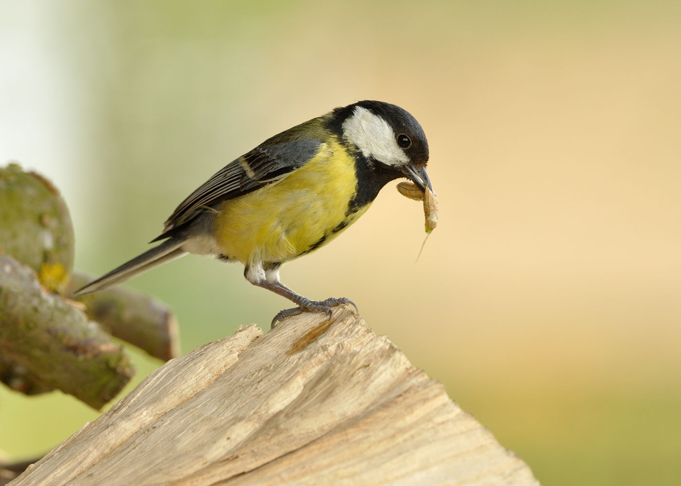 Arné Roest Natuurfotografie: Bosuilen en Koolmezen