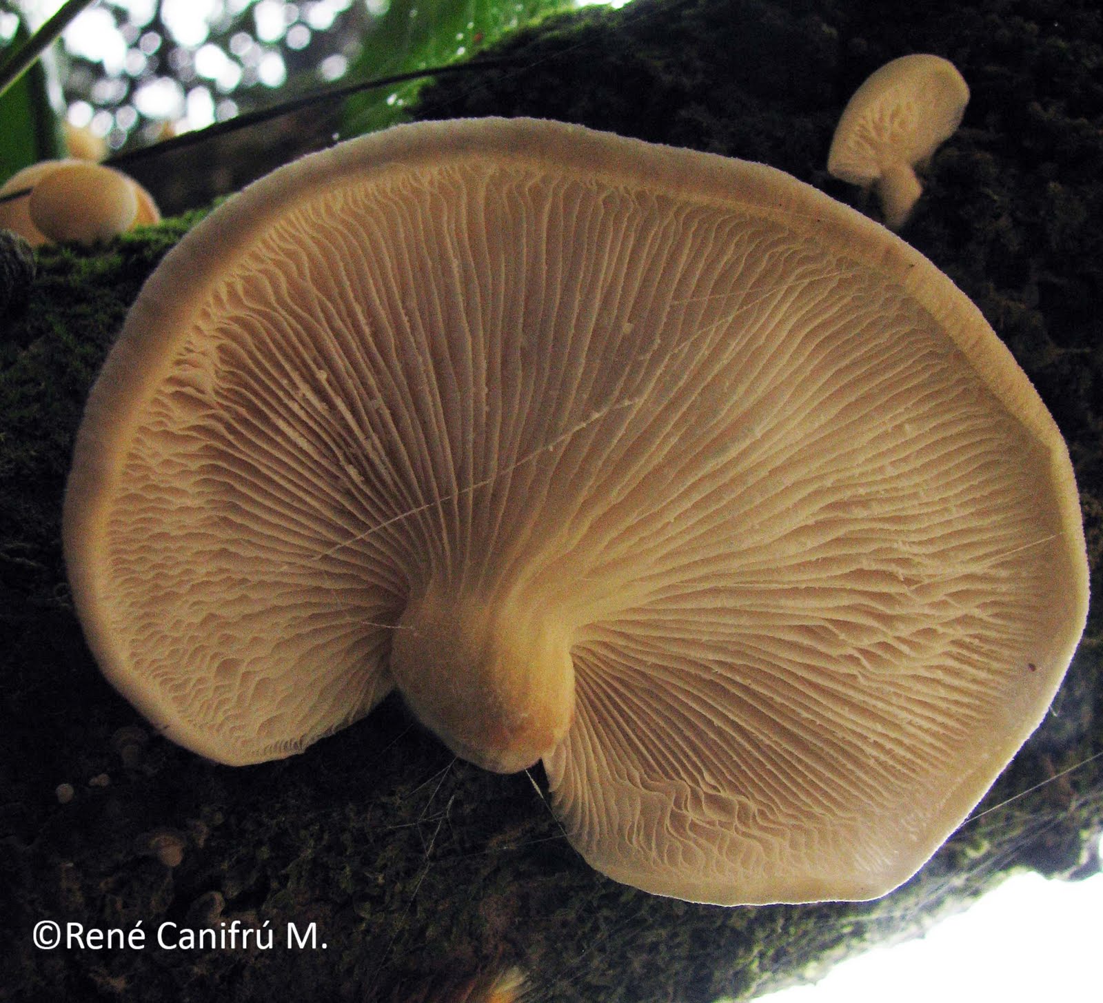Hongos: Pleurotus ostreatus