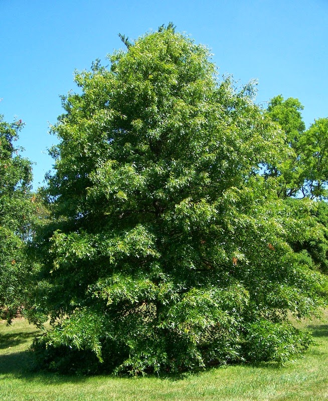 Trees Planet: Quercus palustris - Pin Oak