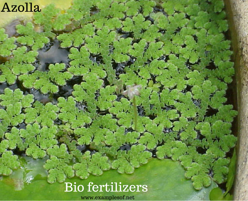 10 Examples of Bio fertilizers