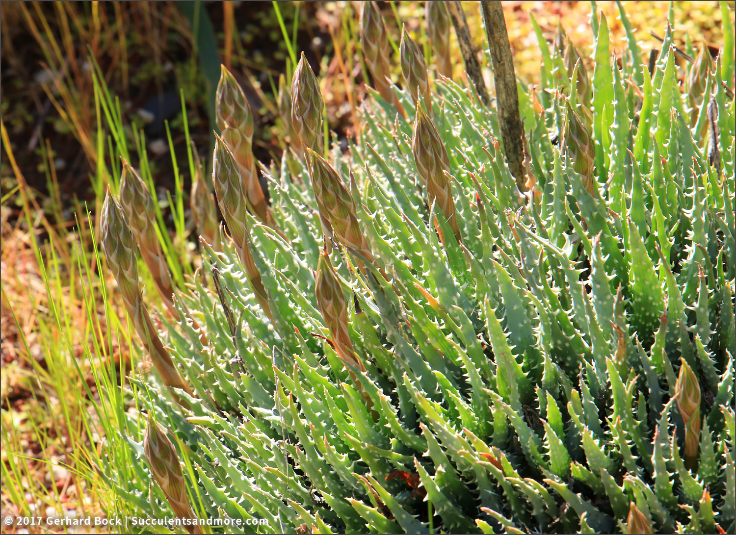 UC Davis aloes—2/26/17 update