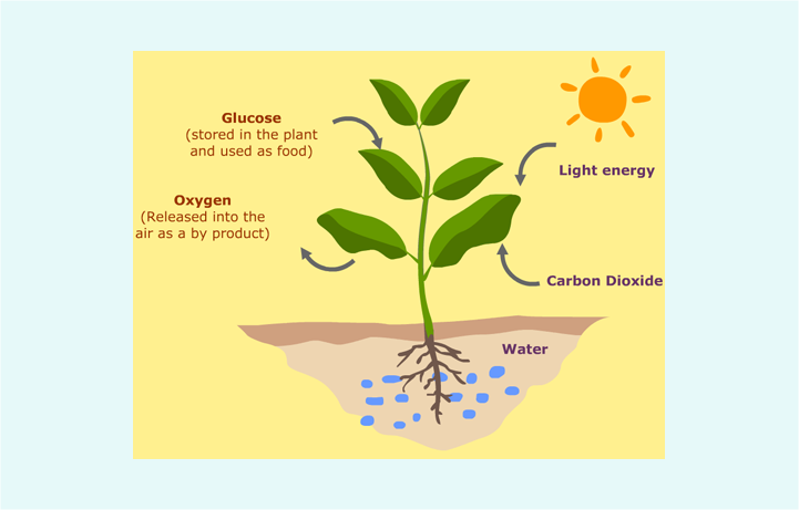 Fotosintesis : Pengertian, Fungsi, Proses, Reaksi - cekrisna