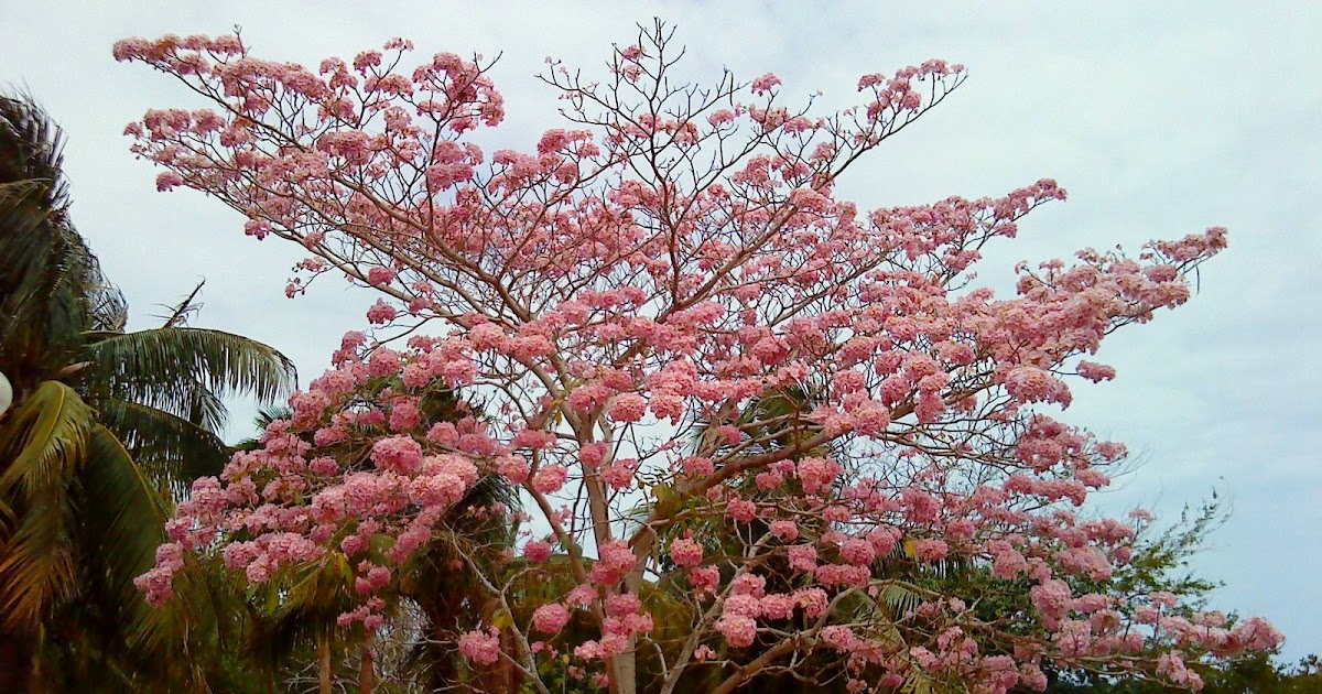 Las causas del peligro de extinción del Palo Rosa